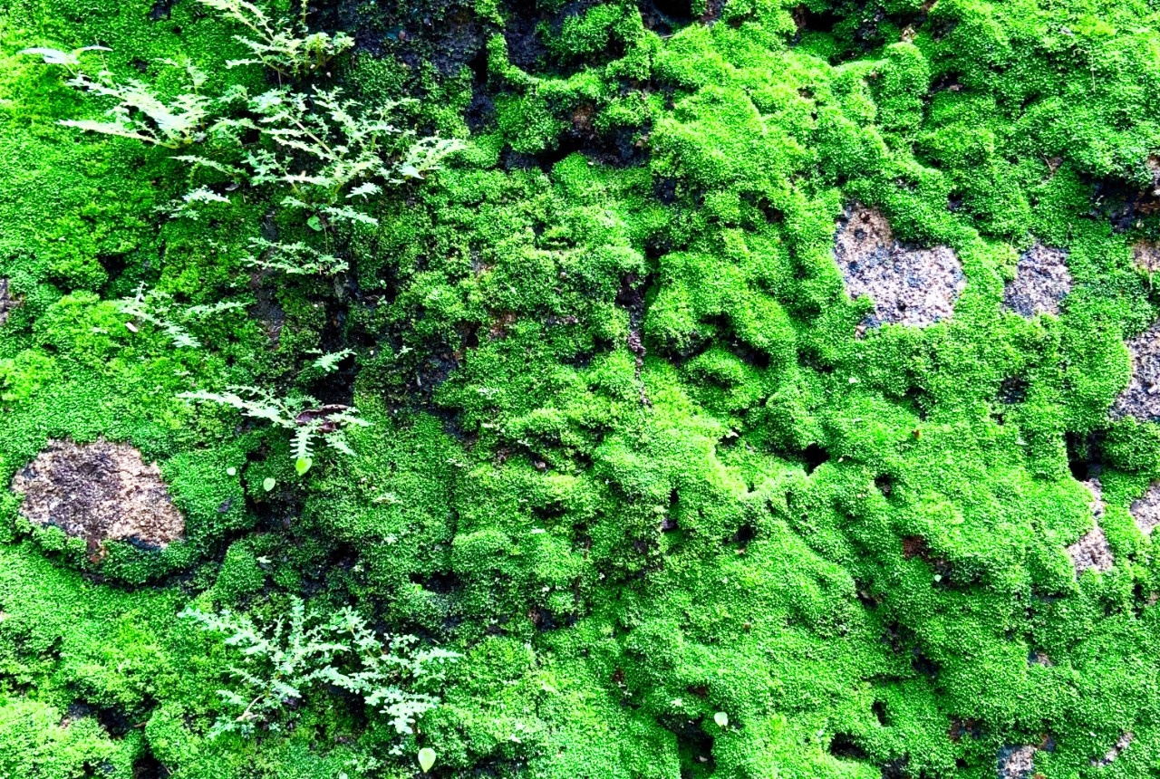 Wartungsfreie Moos-Fassaden