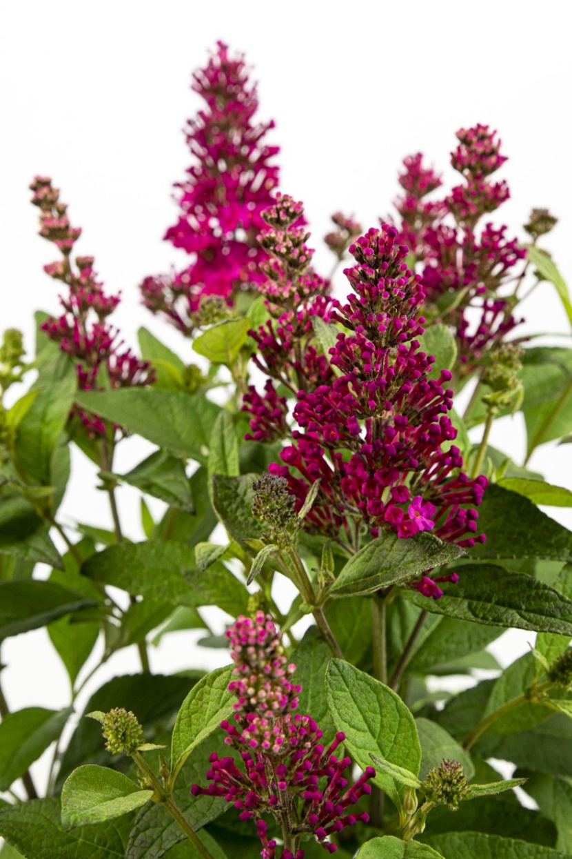 Sieg für Butterfly Candy Little Ruby